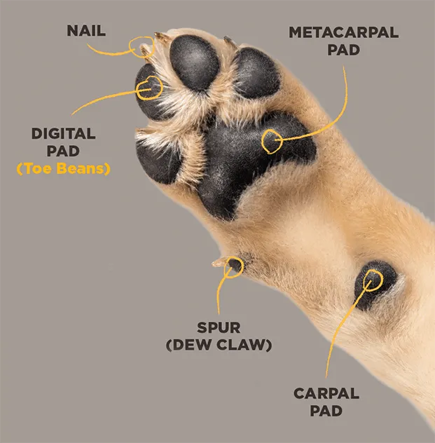 Let's Talk Dog Paws – Pets Bring Joy Pet Supply